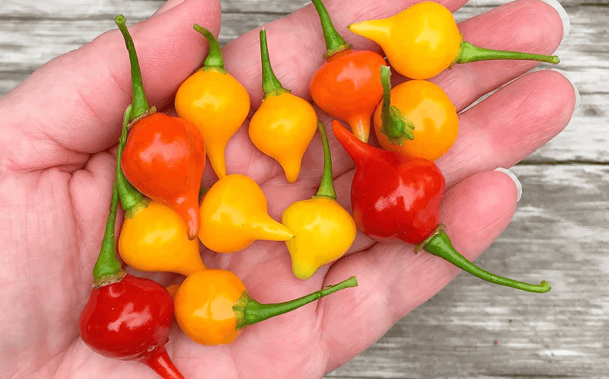 Sweety Drop Peppers - Brasa Peruvian Kitchen