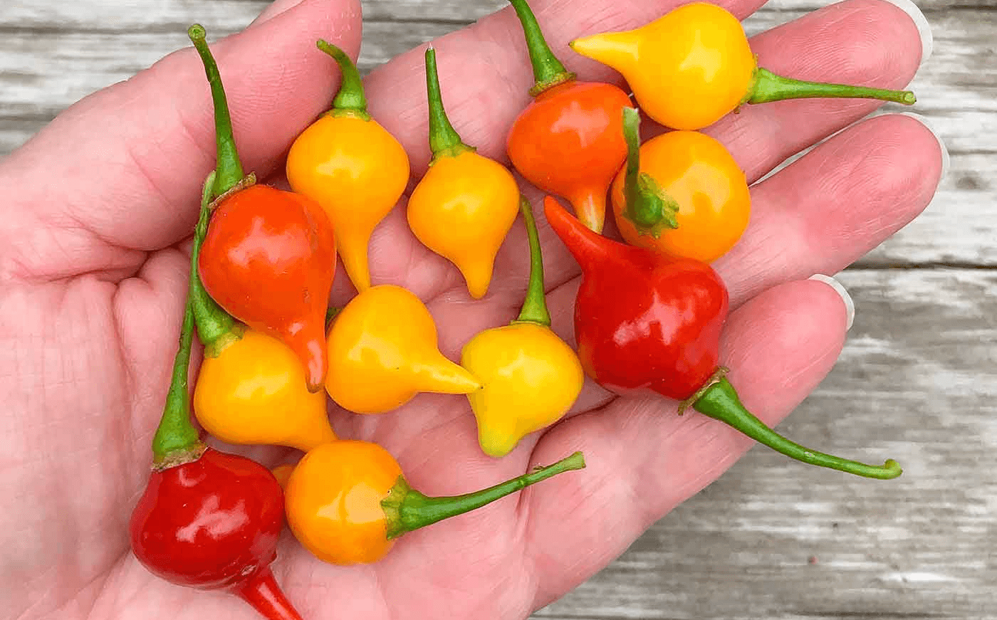 Sweety Drop Peppers - Brasa Peruvian Kitchen